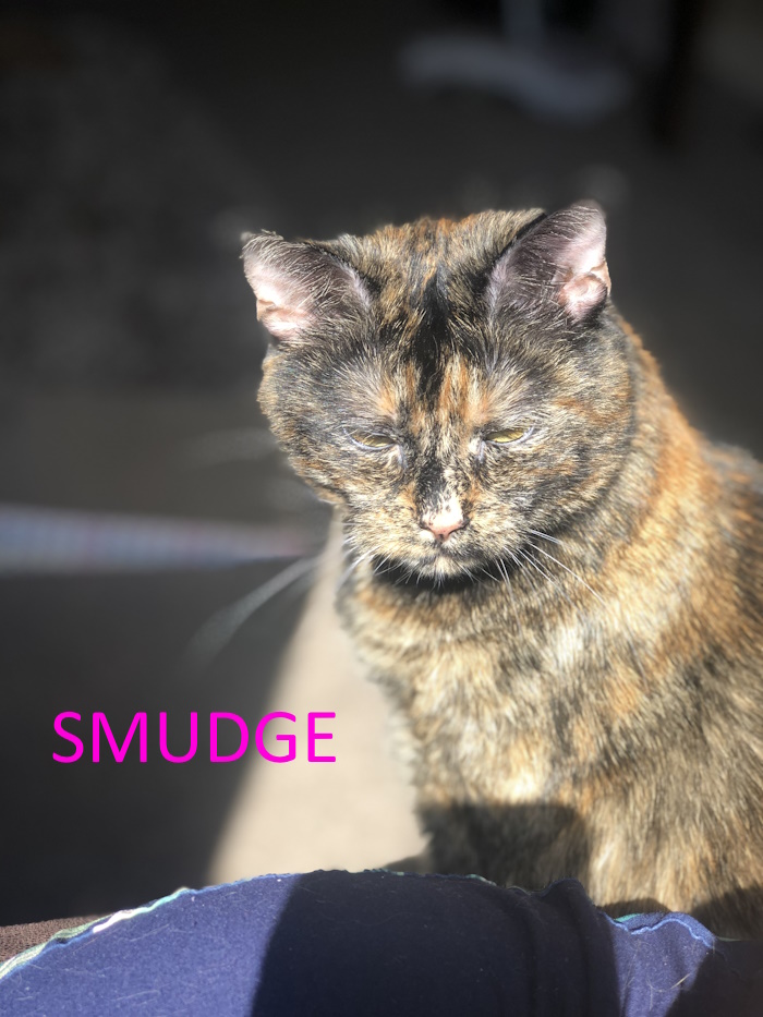SMUDGE | Whinnybank Cat Sanctuary