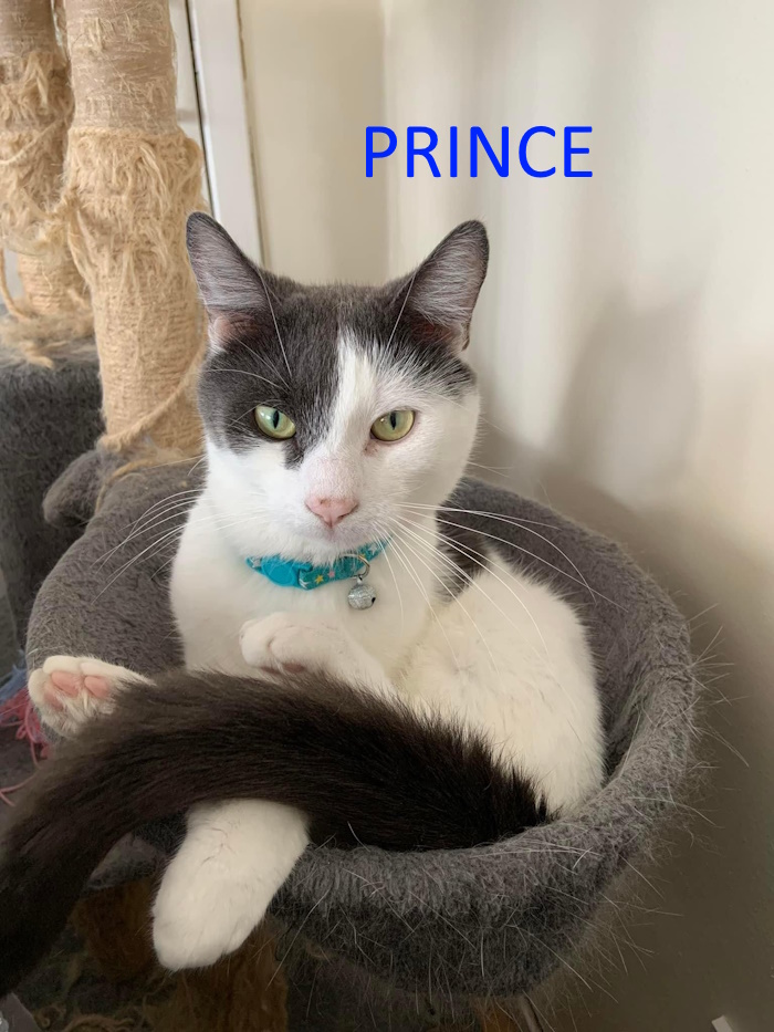 PRINCE AND MAISIE | Whinnybank Cat Sanctuary