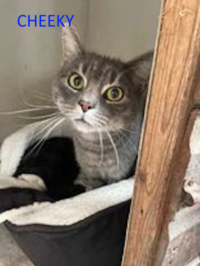 CHEEKY | Whinnybank Cat Sanctuary