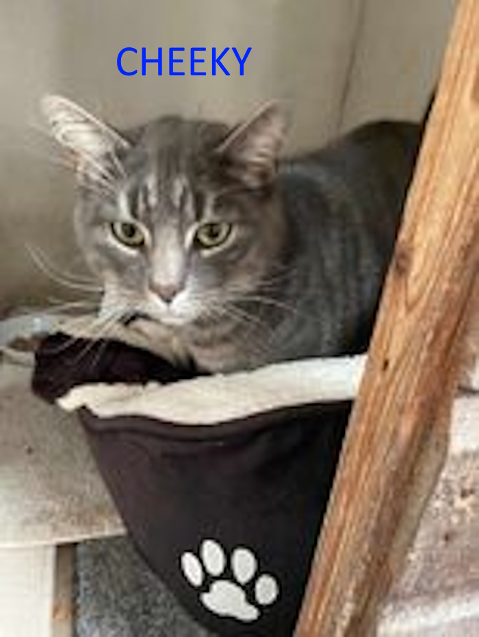 CHEEKY | Whinnybank Cat Sanctuary