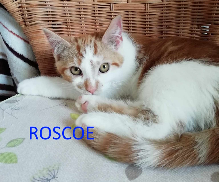 ROSCOE | Whinnybank Cat Sanctuary
