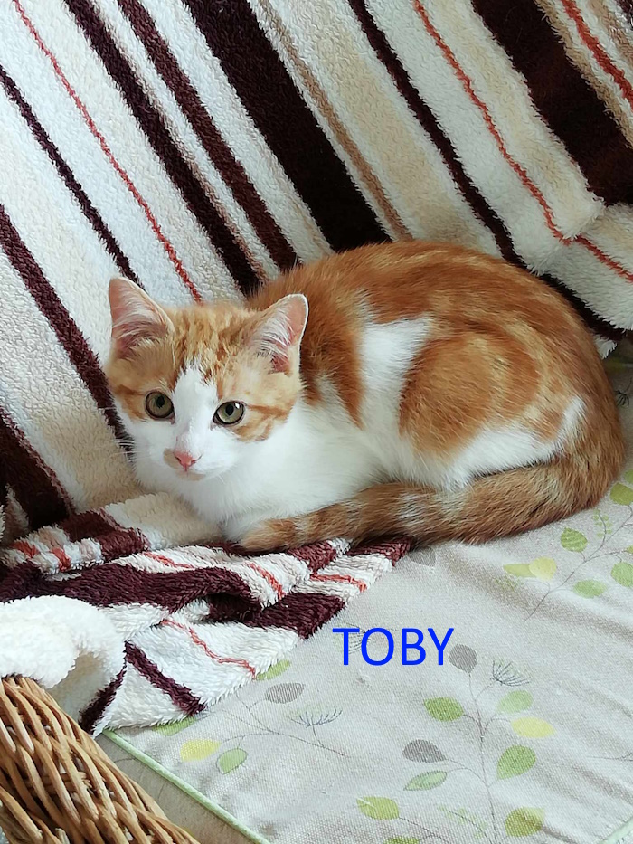 TOBY | Whinnybank Cat Sanctuary