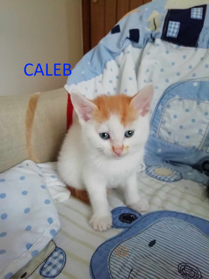 CALEB AND HOGAN | Whinnybank Cat Sanctuary