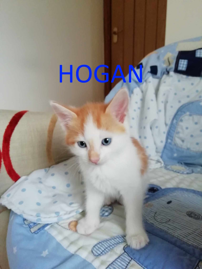 CALEB AND HOGAN | Whinnybank Cat Sanctuary