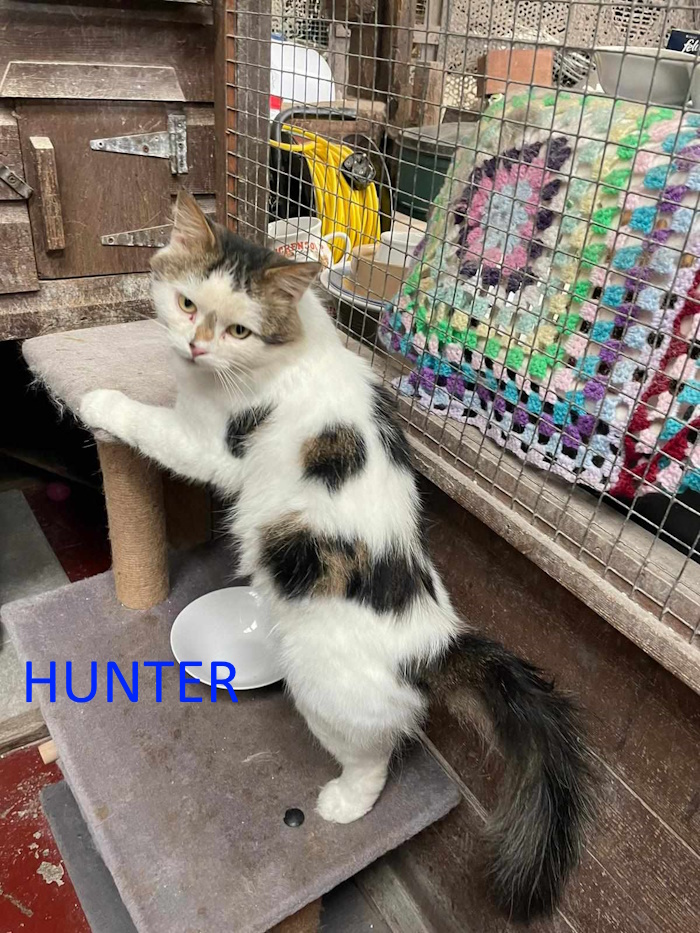HUNTER | Whinnybank Cat Sanctuary
