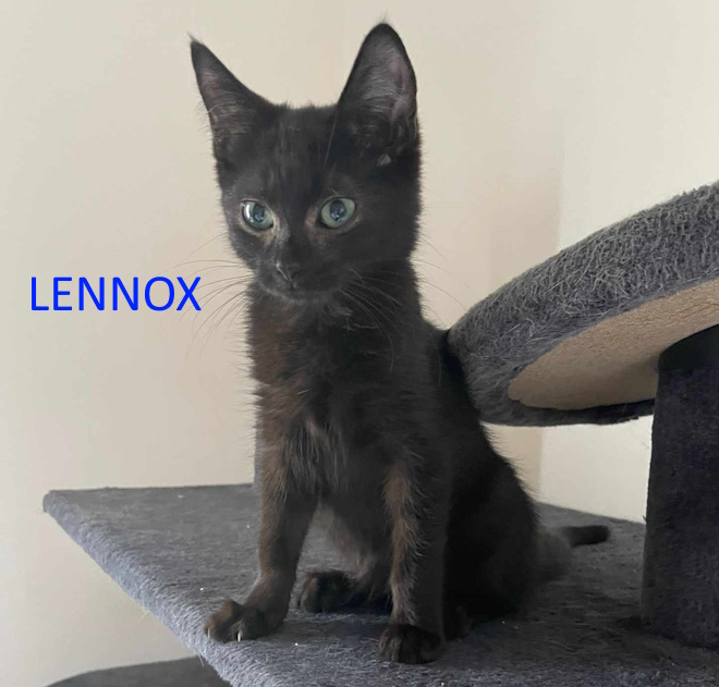 LENNOX | Whinnybank Cat Sanctuary