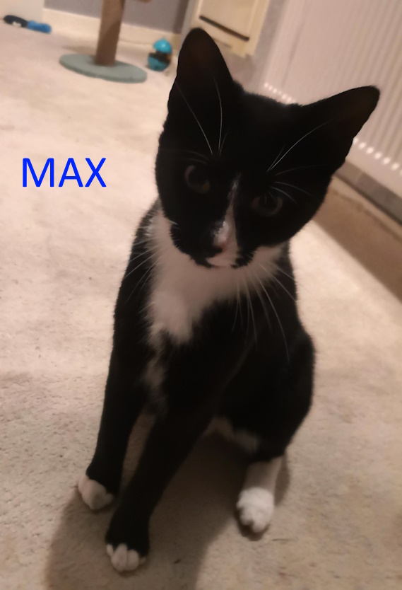 Luna and Max | Whinnybank Cat Sanctuary