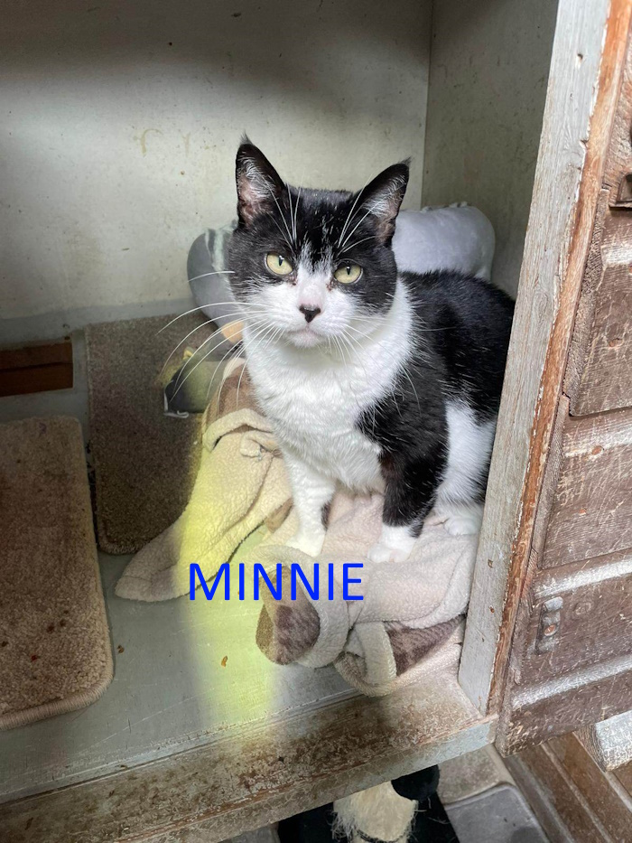 MINNIE | Whinnybank Cat Sanctuary