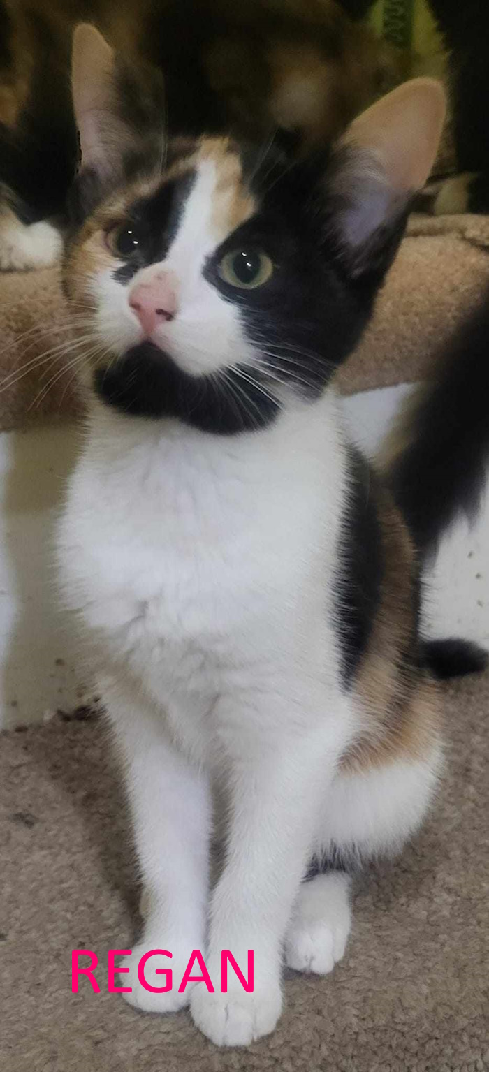 Regan | Whinnybank Cat Sanctuary