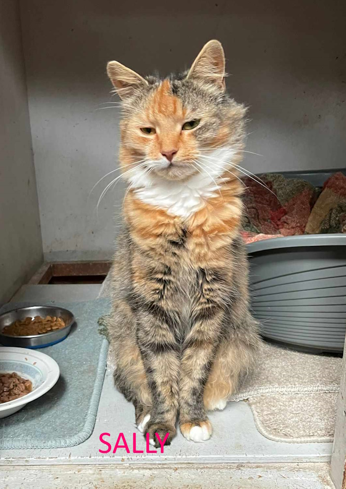 SALLY | Whinnybank Cat Sanctuary