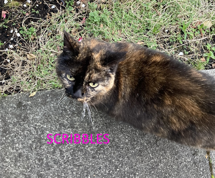 SCRIBBLES | Whinnybank Cat Sanctuary