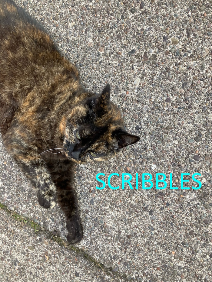 SCRIBBLES | Whinnybank Cat Sanctuary