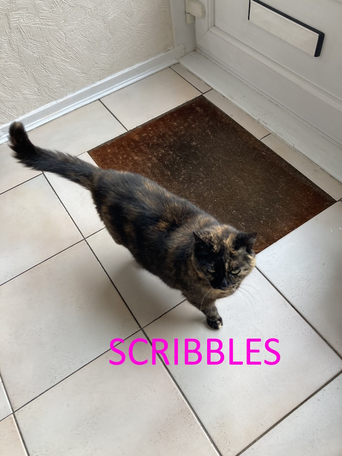 SCRIBBLES | Whinnybank Cat Sanctuary