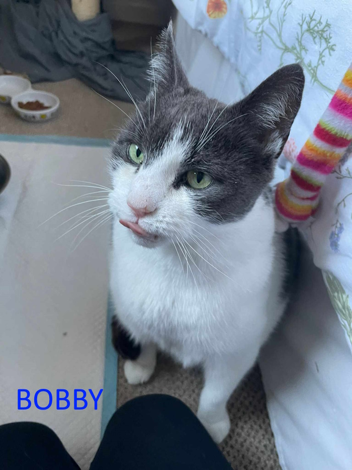 BOBBY | Whinnybank Cat Sanctuary