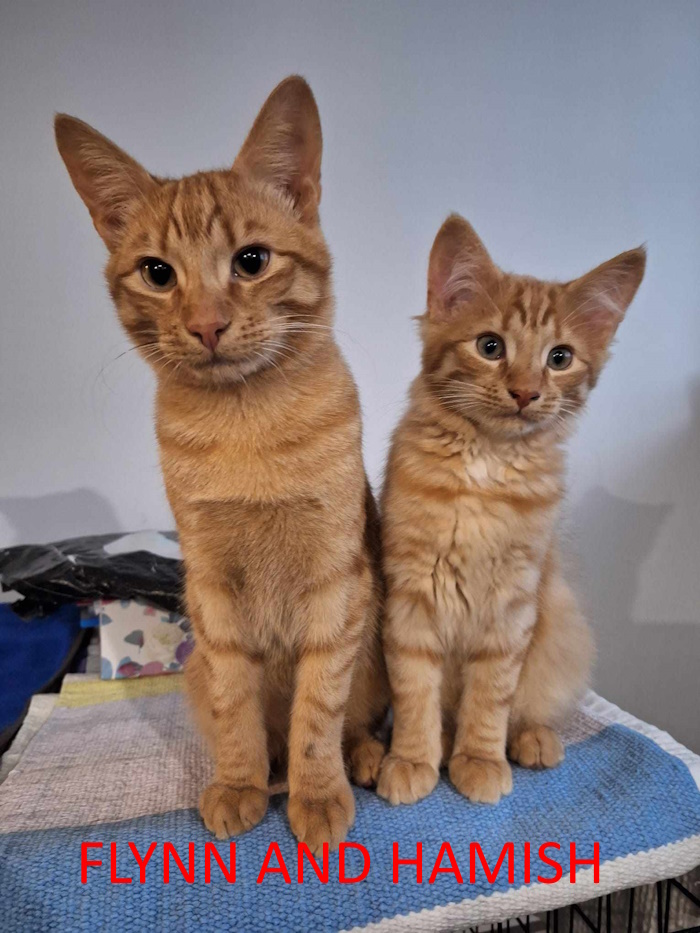 FLYNN AND HAMISH | Whinnybank Cat Sanctuary