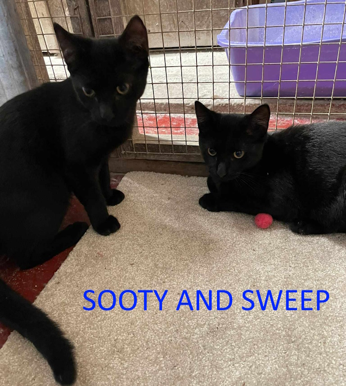 SOOTY AND SWEEP | Whinnybank Cat Sanctuary