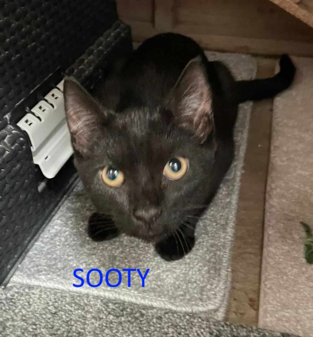 SOOTY AND SWEEP | Whinnybank Cat Sanctuary