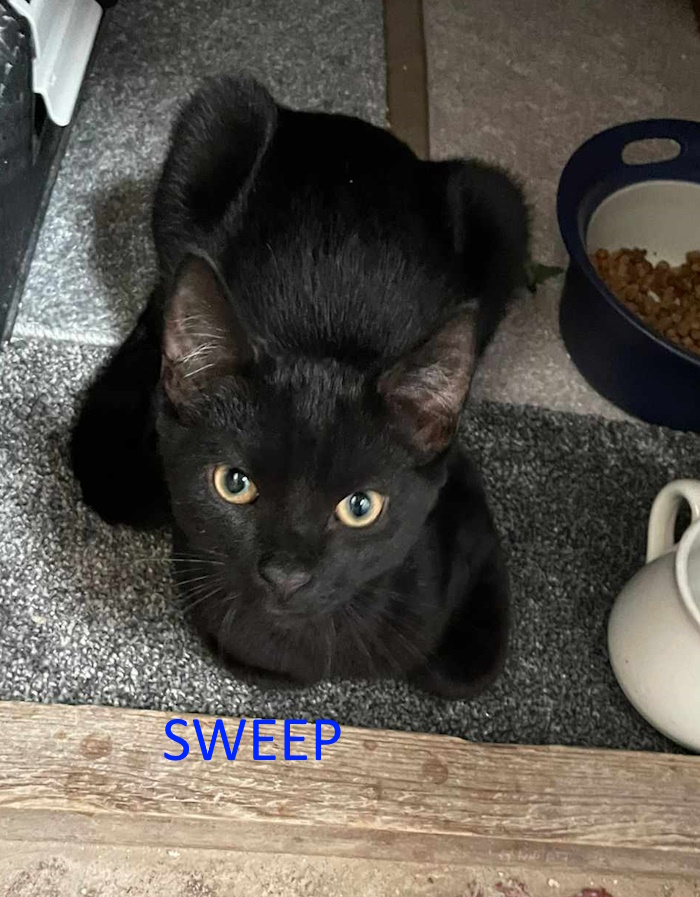 SOOTY AND SWEEP | Whinnybank Cat Sanctuary