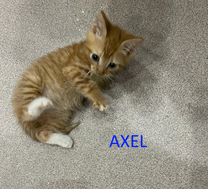 AXEL | Whinnybank Cat Sanctuary