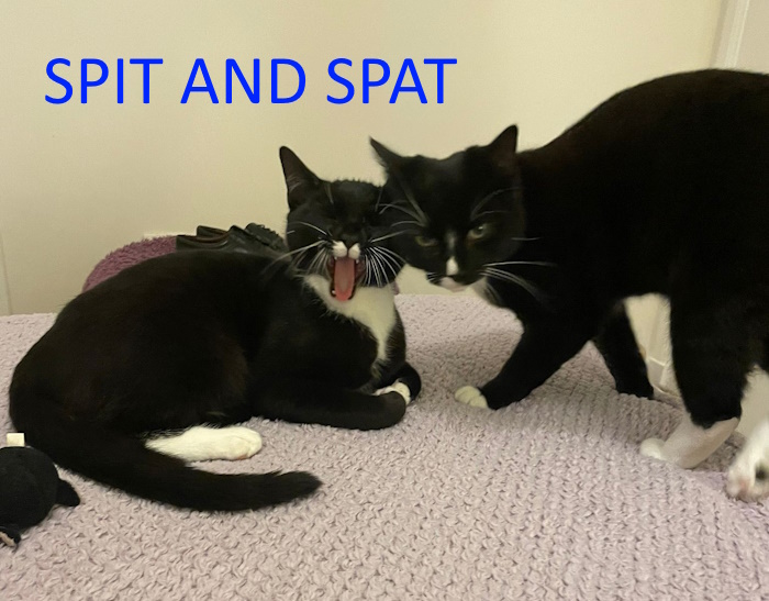 SPIT AND SPAT | Whinnybank Cat Sanctuary