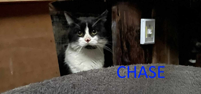 CHASE | Whinnybank Cat Sanctuary