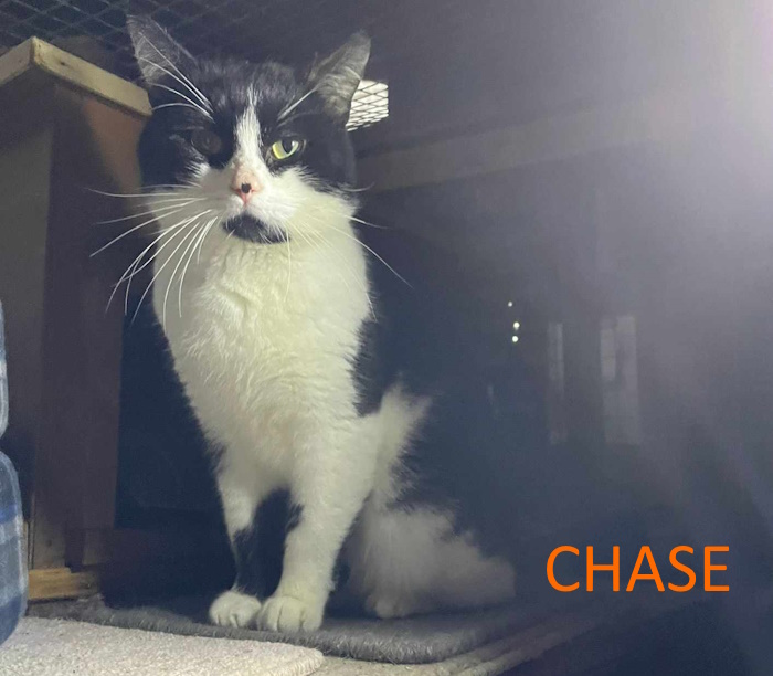 CHASE | Whinnybank Cat Sanctuary