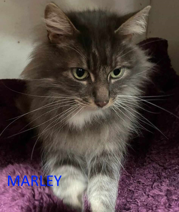 MARLEY AND MILO | Whinnybank Cat Sanctuary