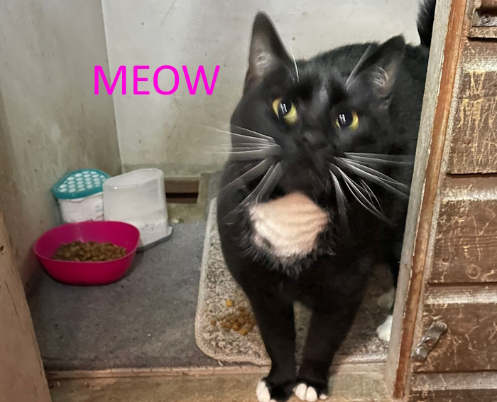 MEOW | Whinnybank Cat Sanctuary