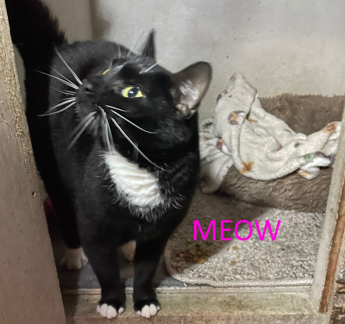 MEOW | Whinnybank Cat Sanctuary