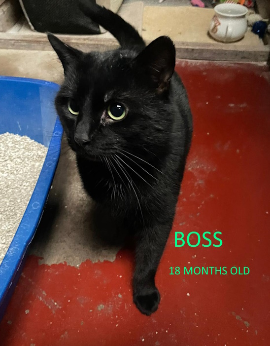 BOSS – CAT | Whinnybank Cat Sanctuary