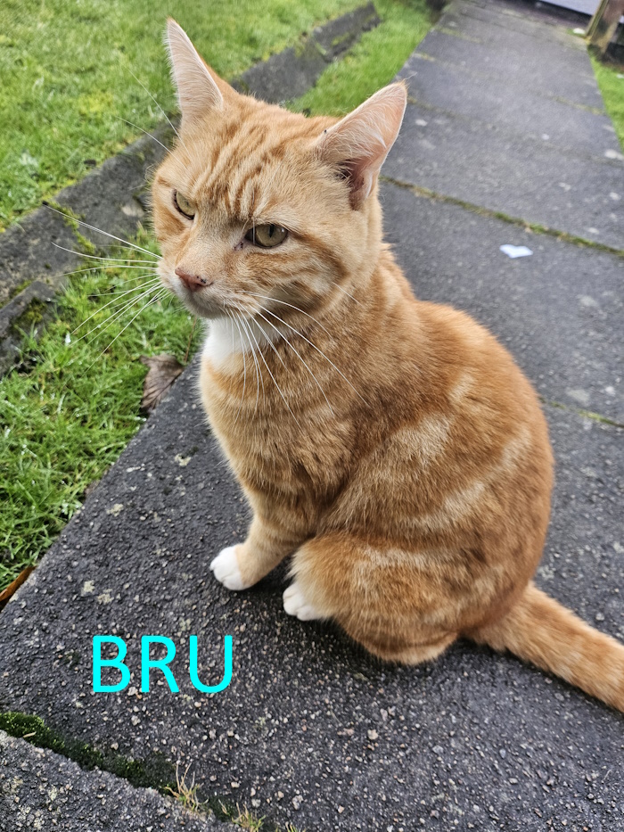 BRU | Whinnybank Cat Sanctuary
