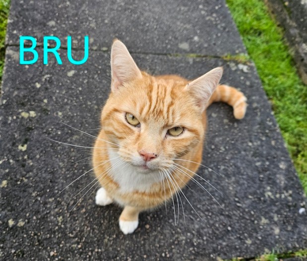 BRU | Whinnybank Cat Sanctuary