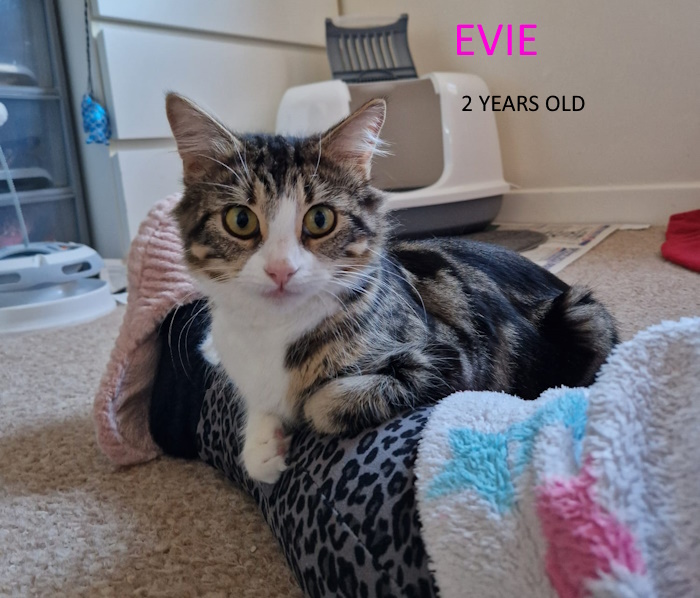 EVIE | Whinnybank Cat Sanctuary