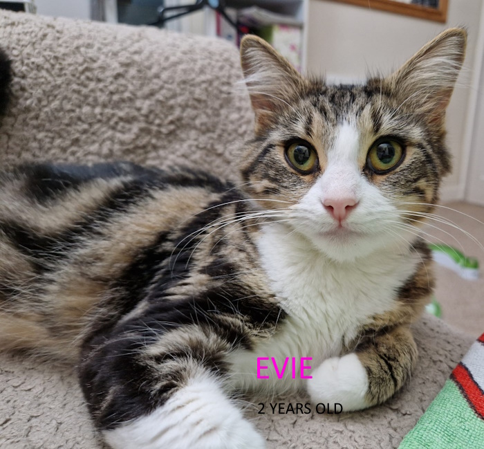 EVIE | Whinnybank Cat Sanctuary