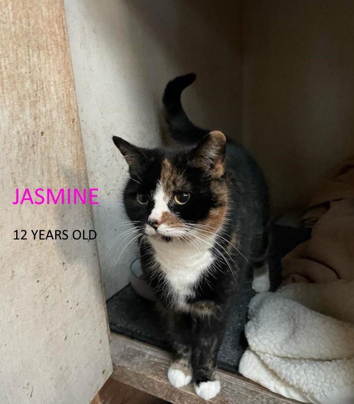 JASMINE | Whinnybank Cat Sanctuary