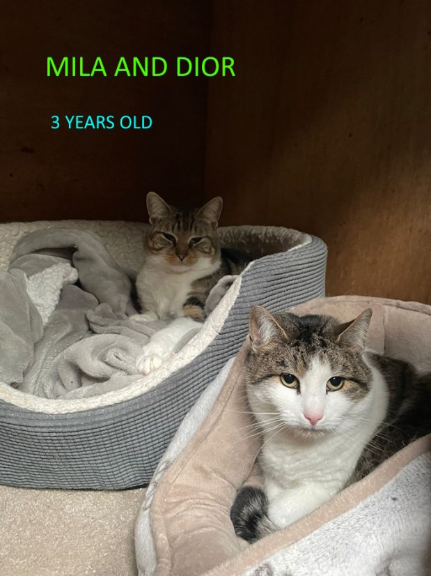 MILA AND DIOR | Whinnybank Cat Sanctuary