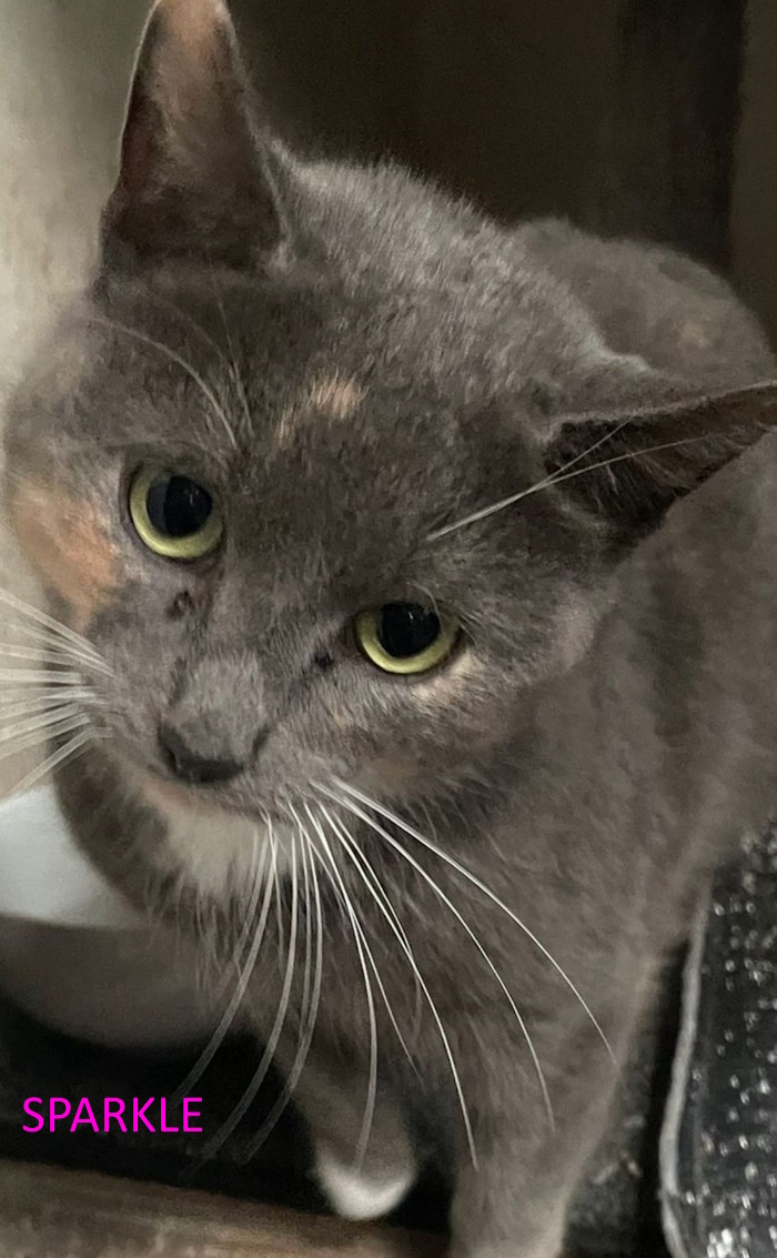 SPARKLE | Whinnybank Cat Sanctuary