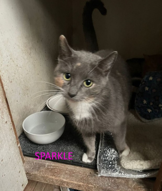 SPARKLE | Whinnybank Cat Sanctuary