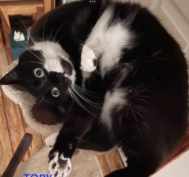 TOBY | Whinnybank Cat Sanctuary