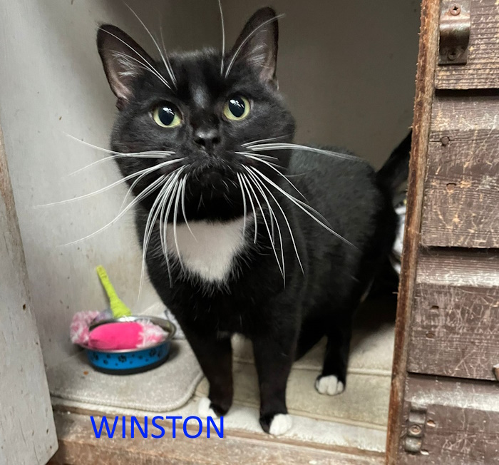WINSTON | Whinnybank Cat Sanctuary