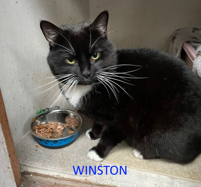 WINSTON | Whinnybank Cat Sanctuary