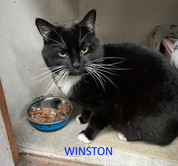 WINSTON | Whinnybank Cat Sanctuary
