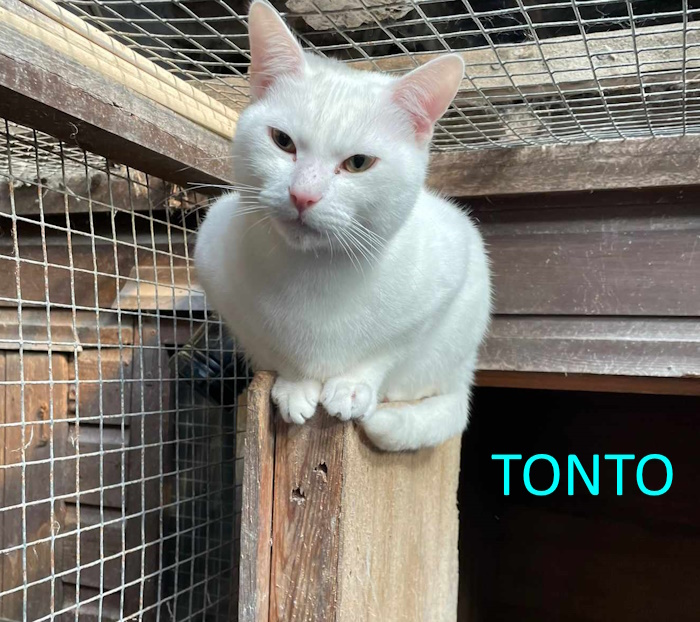 TONTO AND WAFFLES | Whinnybank Cat Sanctuary