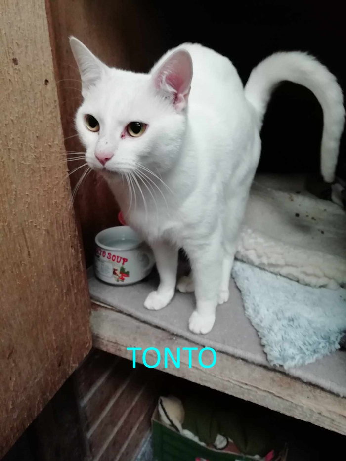 TONTO AND WAFFLES | Whinnybank Cat Sanctuary