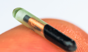 Microchipping your cats | Whinnybank Cat Sanctuary