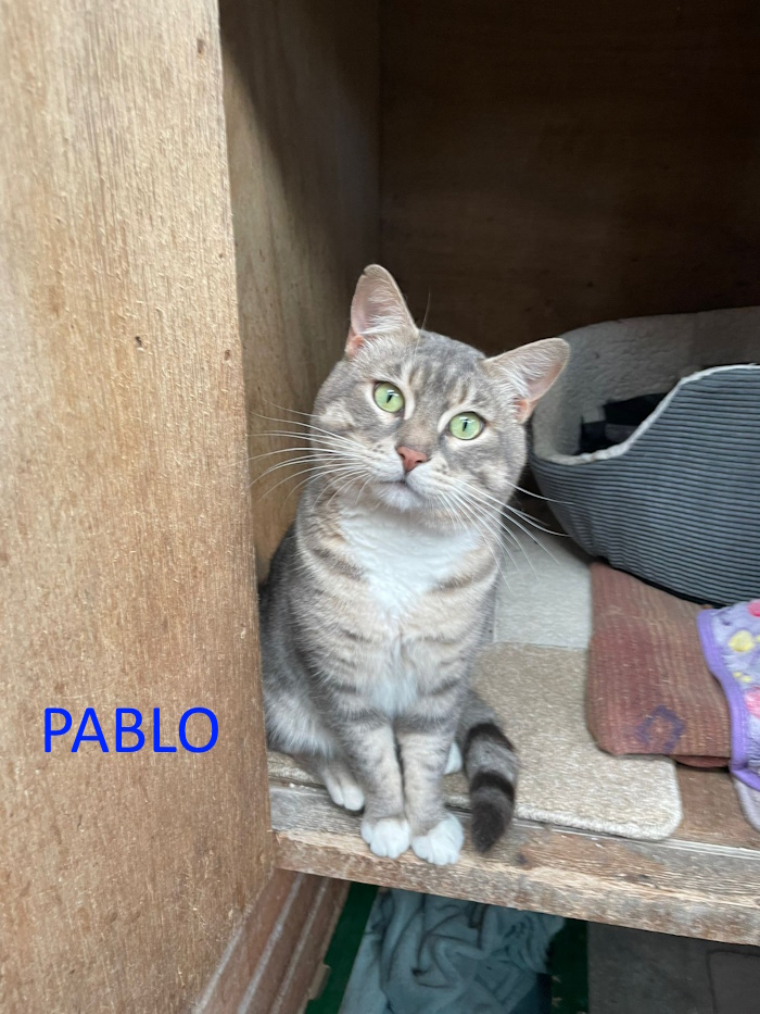 PABLO AND ROCO | Whinnybank Cat Sanctuary
