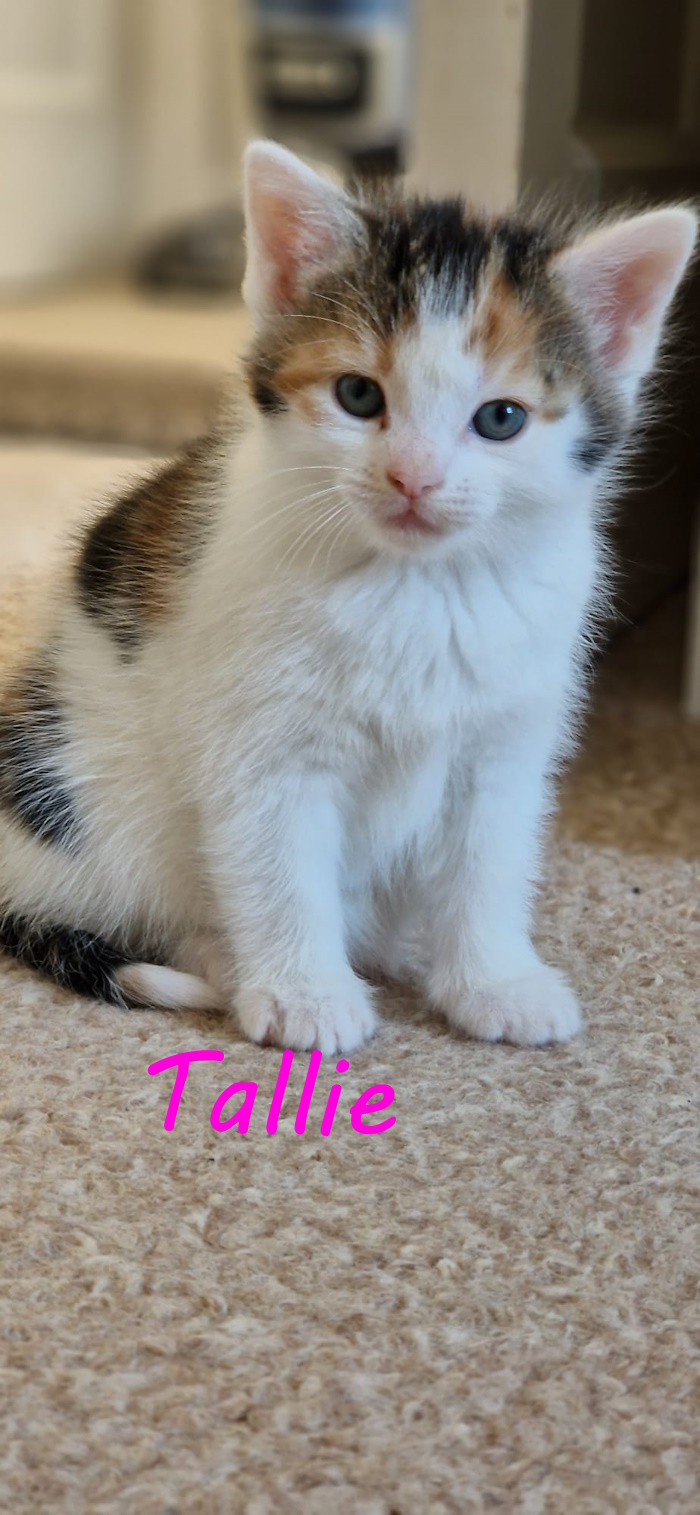 ARTIE AND TALLIE | Whinnybank Cat Sanctuary