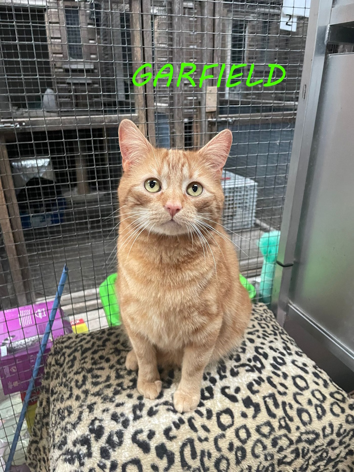 Cats for adoption | Whinnybank Cat Sanctuary