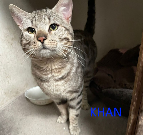 KHAN | Whinnybank Cat Sanctuary