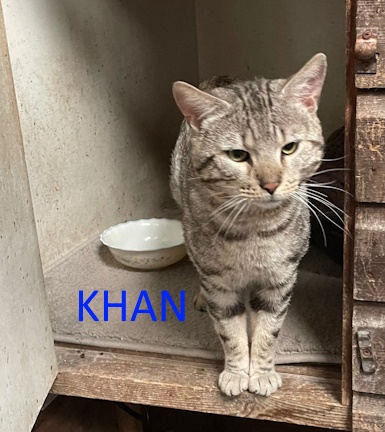 Cats for adoption | Whinnybank Cat Sanctuary